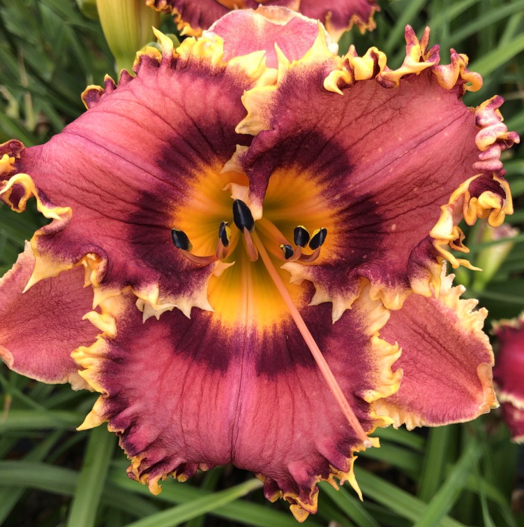 Daylily TAKE ME OUT Maravilla Daylily Garden Daylily TAKE ME OUT Maravilla Daylily Garden